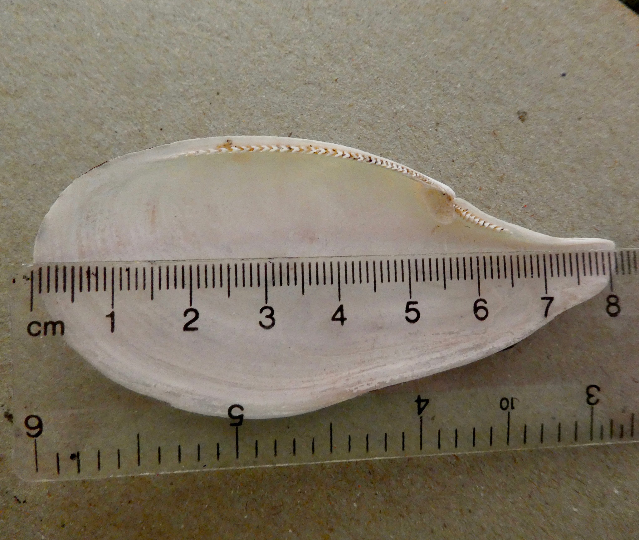 Yoldia Møller, 1842