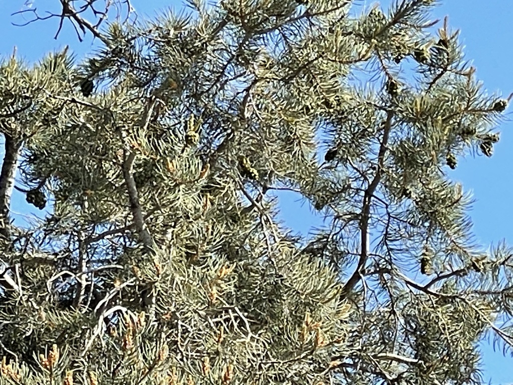 singleleaf pinyon from Pyramid Lake Rd, Castaic, CA, US on June 07 ...