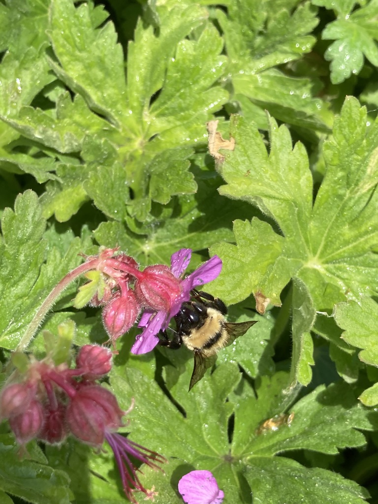 Red-belted Bumble Bee from Douglasdale, Calgary, AB T2Z, Canada on June ...
