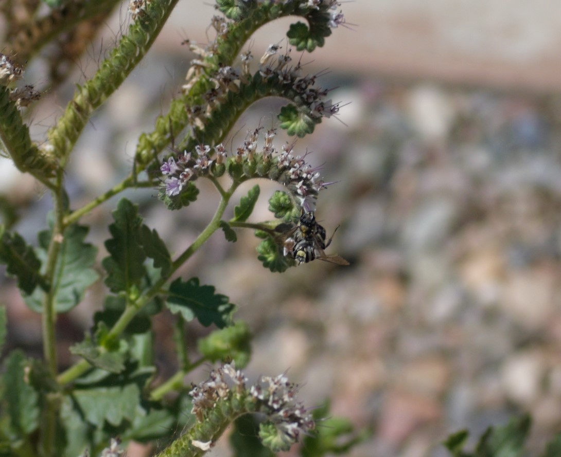 Anthidium maculosum Cresson, 1878