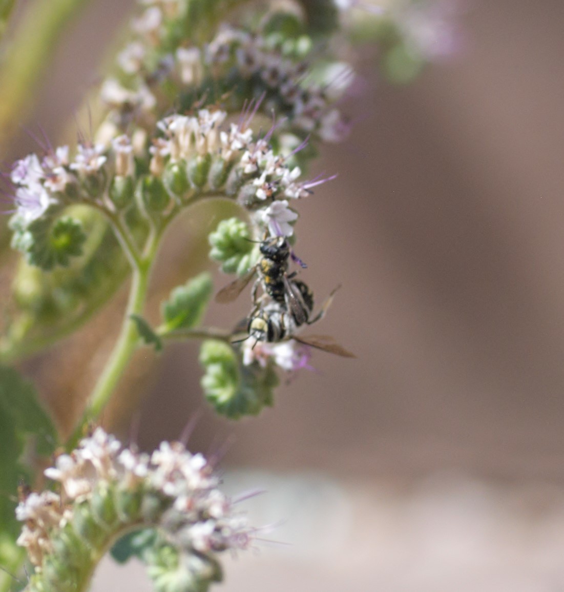 Anthidium maculosum Cresson, 1878