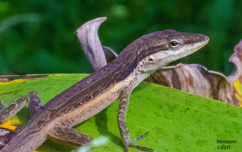 Puerto Rican Anole (Anolis pulchellus) · iNaturalist