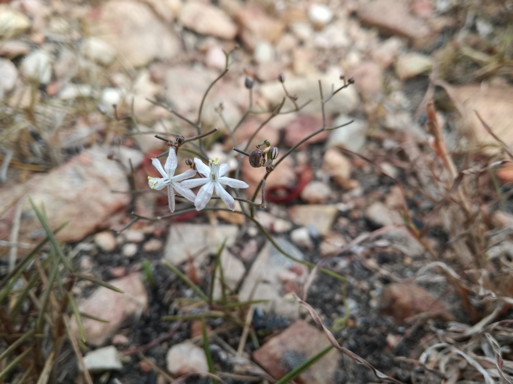 Fine African Squill (Cape Bulbs 1) · iNaturalist