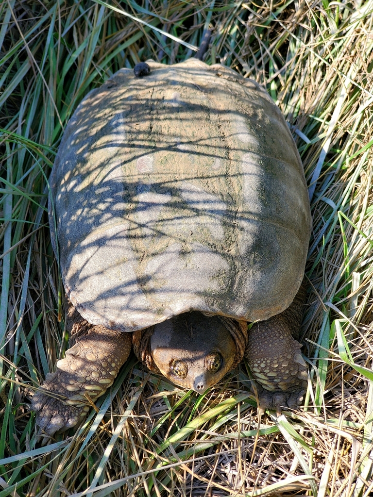 Common Snapping Turtle from Canville, KS 66720, USA on June 10, 2021 at ...