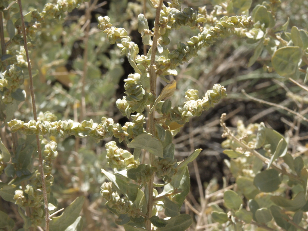 torrey's saltbush (Atriplex torreyi torreyi) - Botanical Realm