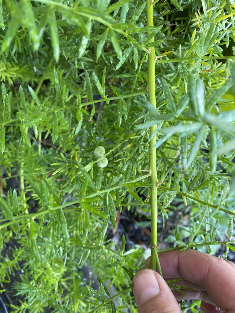African Asparagus from North Head Scenic Drive, Manly, NSW, AU on June ...