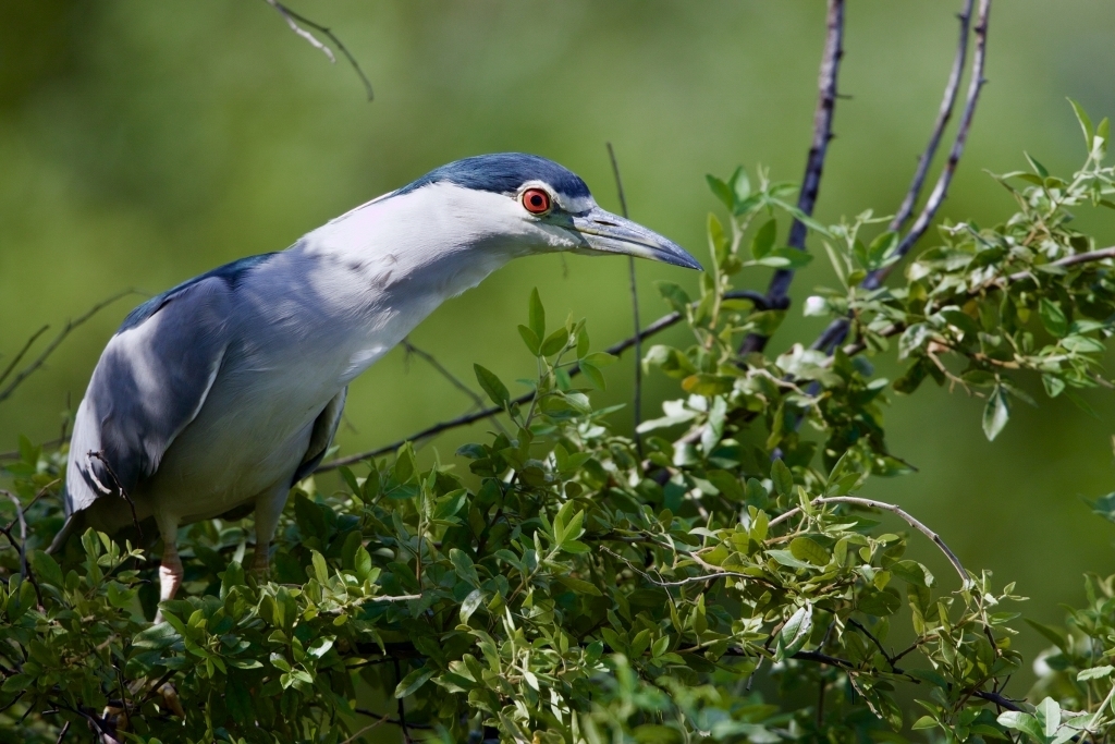 Black-crowned Night Heron from Sango, Save Valley Conservancy on ...