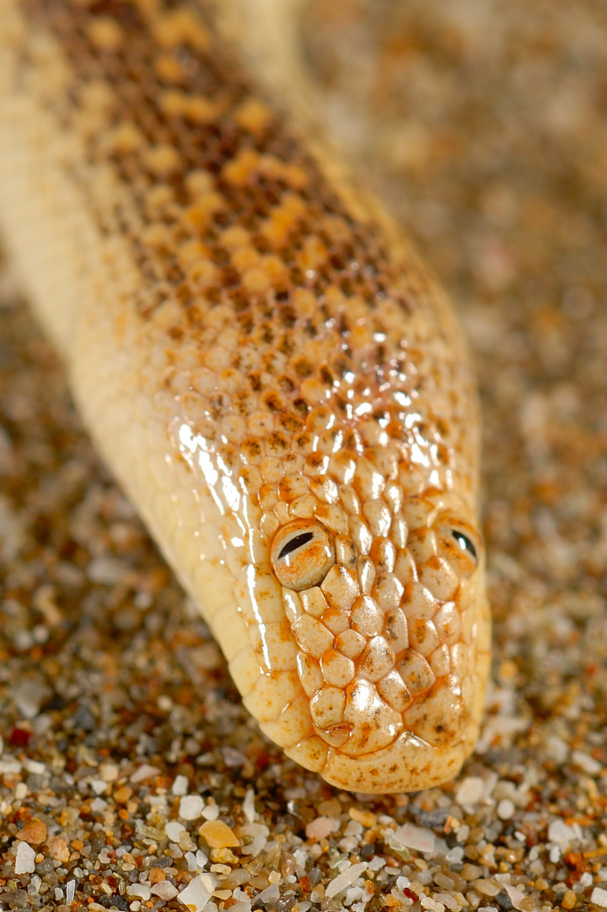 Snakes and Lizards (Squamata) - Snakes and Lizards