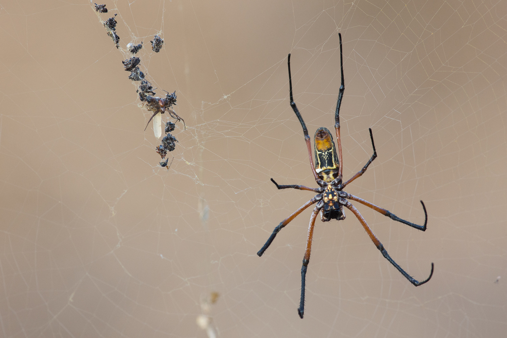 Red-legged Golden Orb-web Spider from Taqah, OM-JA, OM on November 24 ...