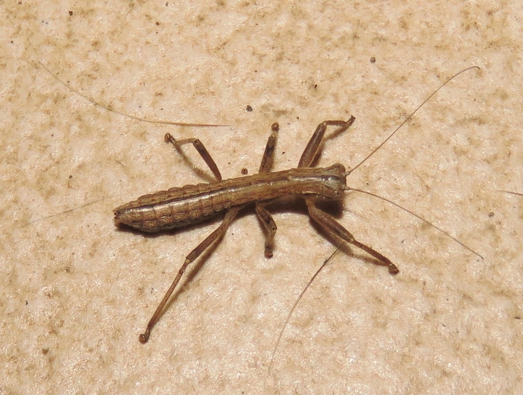 Mantophasmatinae from Minwater on September 22, 2016 at 06:19 PM by ...