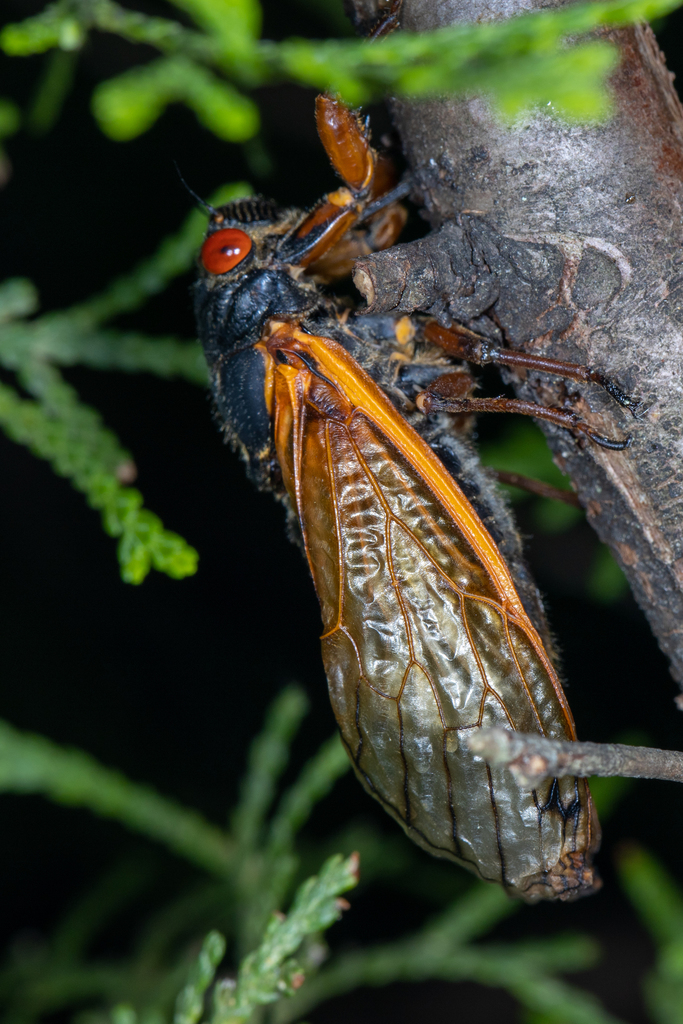 Periodical Cicadas from Fairfax County, VA, USA on June 8, 2021 at 04: ...