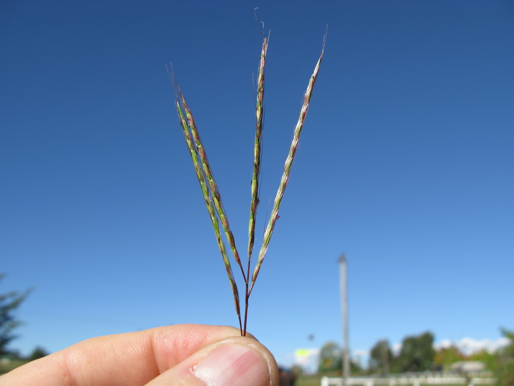 Redleg Grass (City of Playford) · iNaturalist