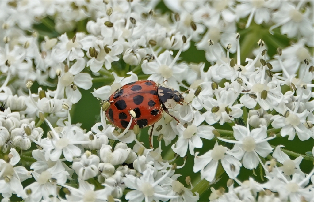 Asian Lady Beetle from Nanaimo, BC, Canada on June 10, 2021 at 11:51 AM ...
