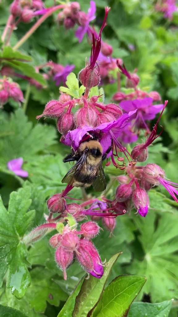 Red-belted Bumble Bee from Douglasdale, Calgary, AB T2Z, Canada on June ...