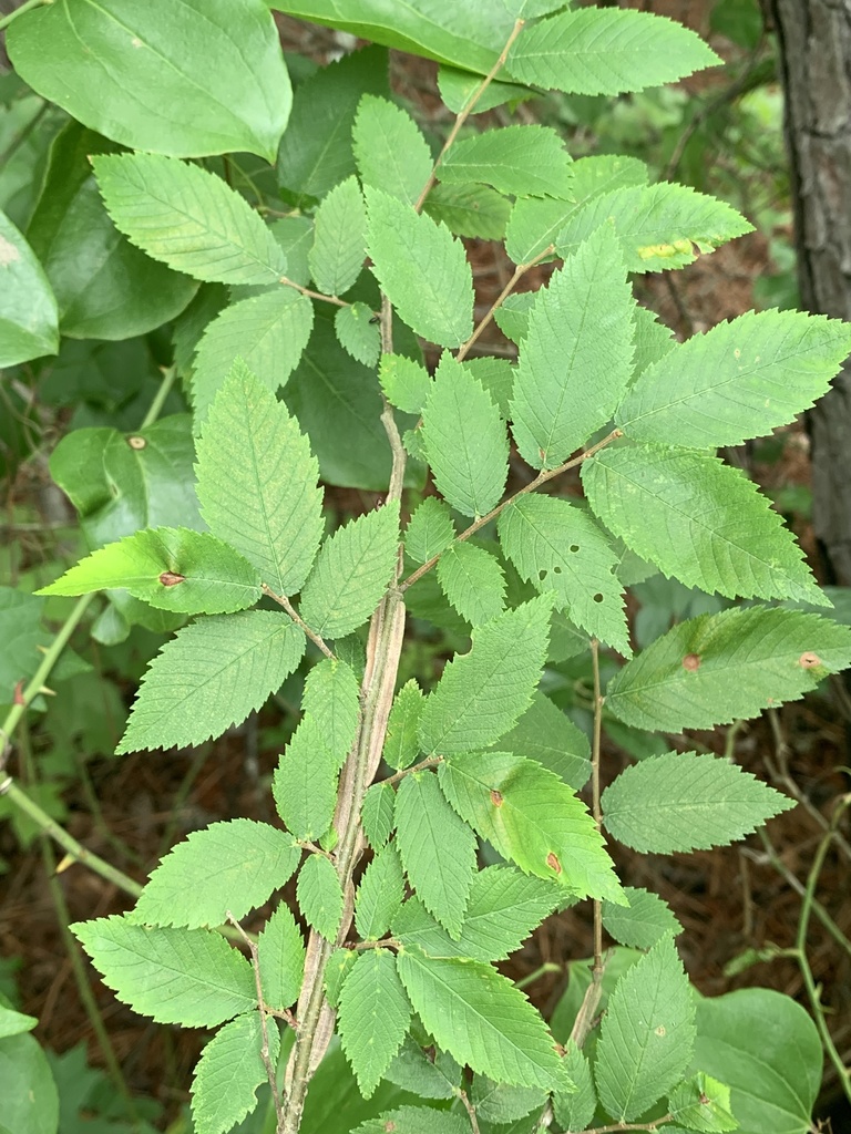Winged Elm (Farmerville meadow) · iNaturalist