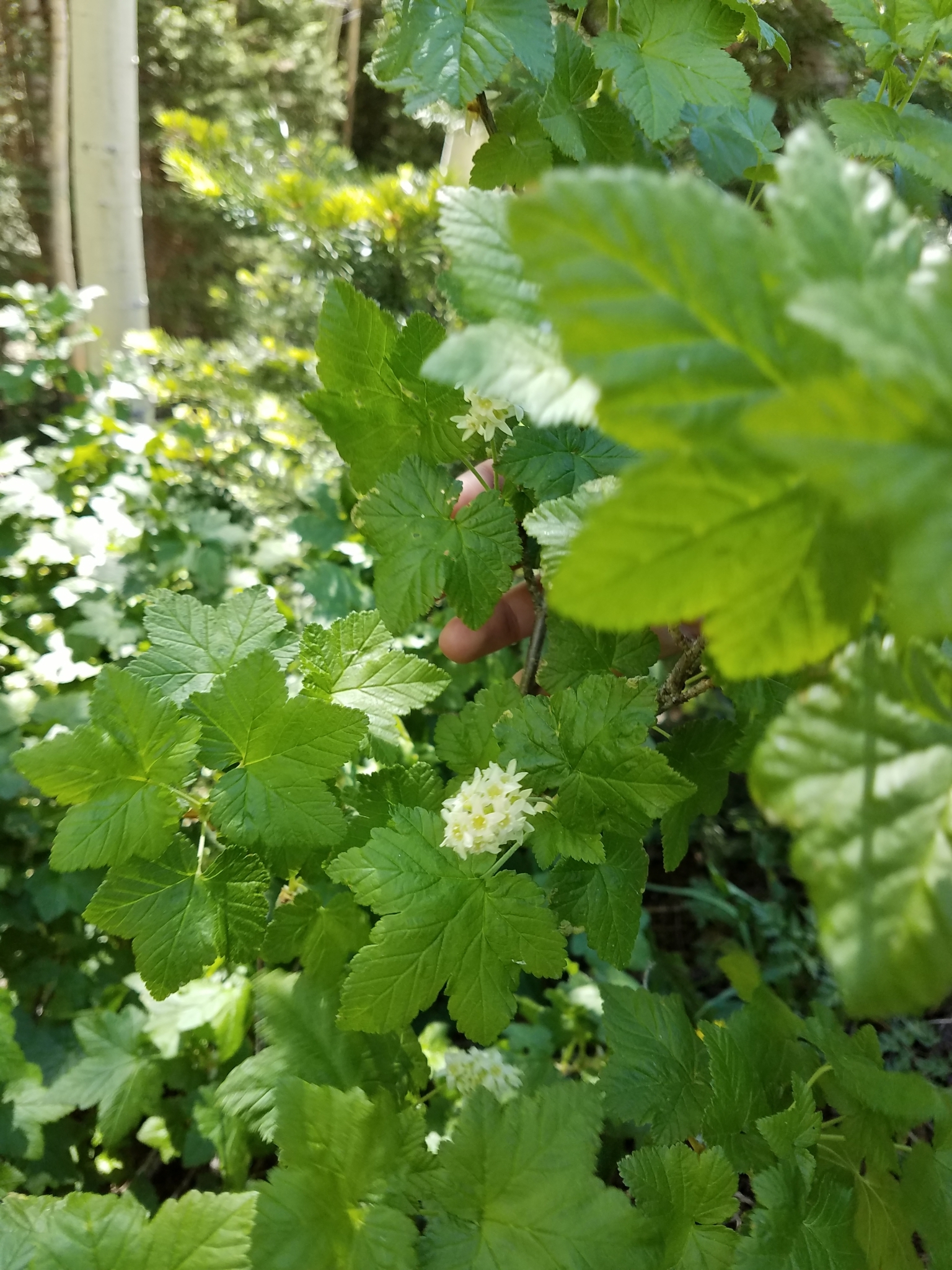 Ribes wolfii Rothr.