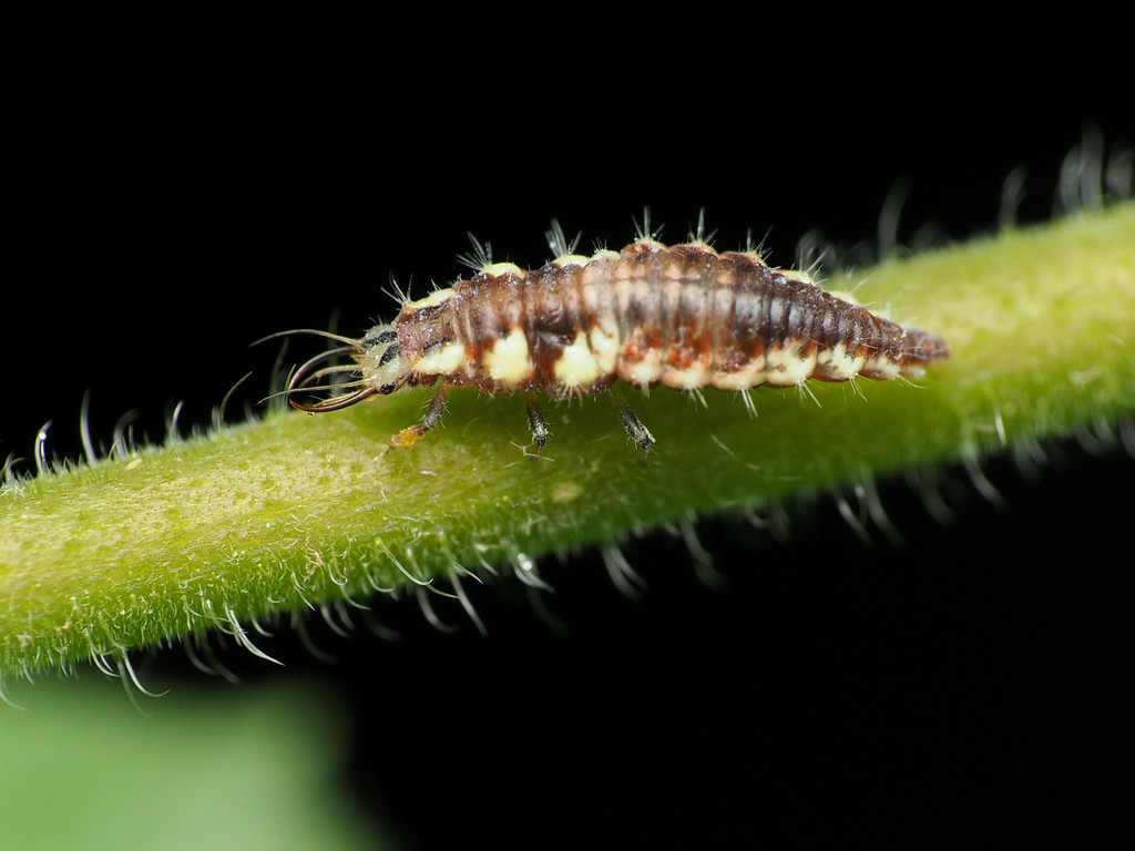 Common Green Lacewings from Silver Spring, MD, USA on May 31, 2021 at ...
