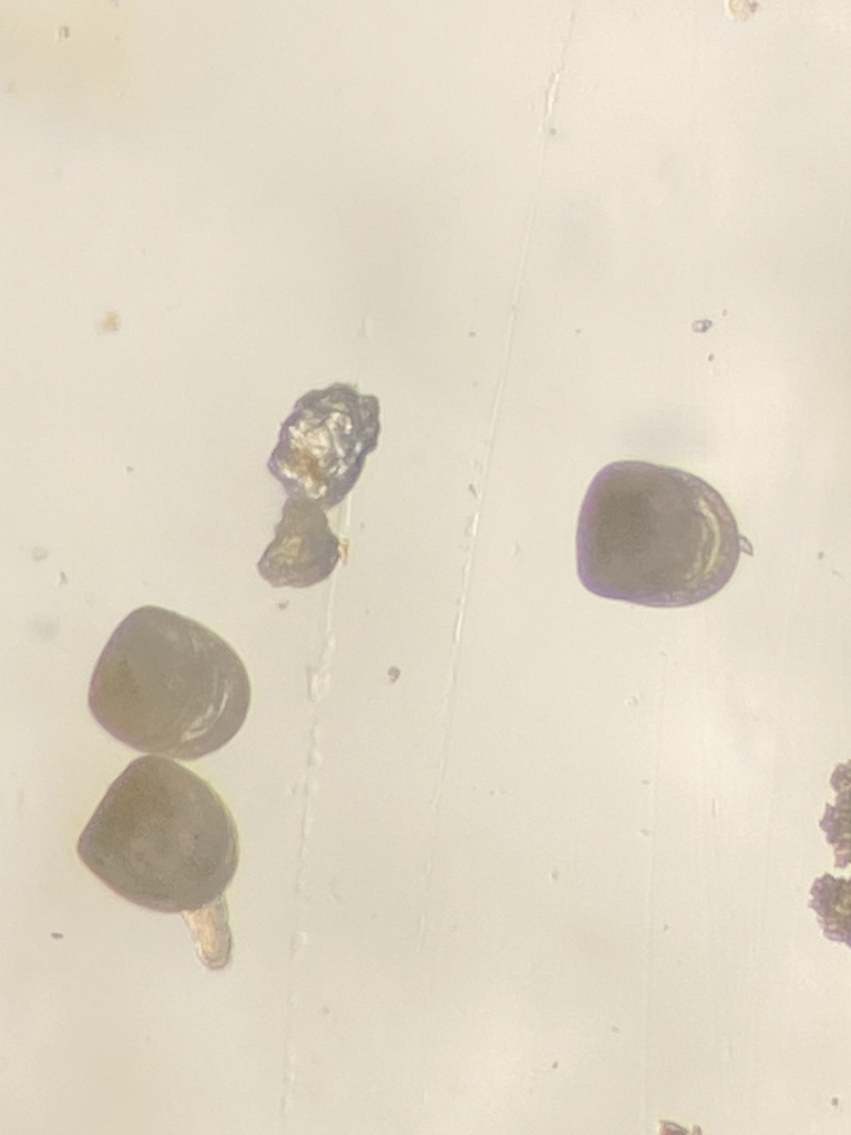 Narrow Pigtoe in June 2021 by jesseholifield · iNaturalist