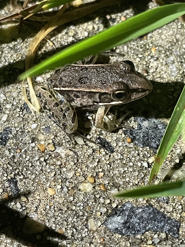 Southern Leopard Frog from W Waterside Ln, Nags Head, NC, US on June 10 ...