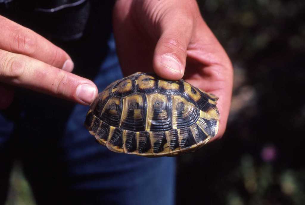 Hermann's Tortoise in May 1983 by Simon Tonge · iNaturalist