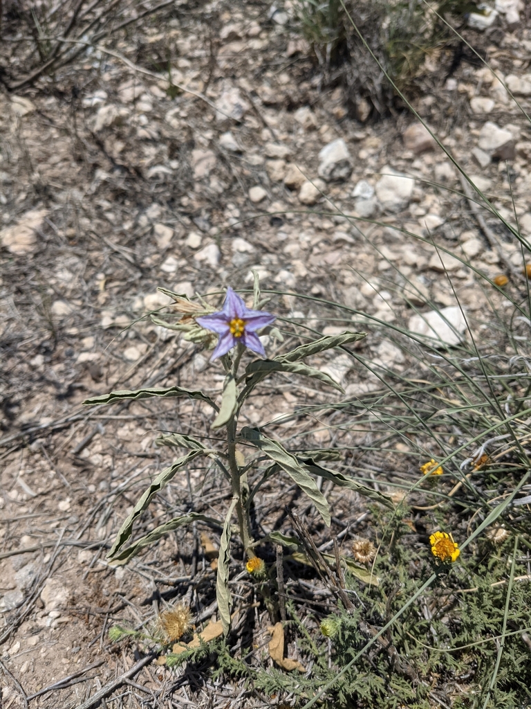 silverleaf nightshade from Hobbs, NM 88240, USA on June 10, 2021 at 02: ...