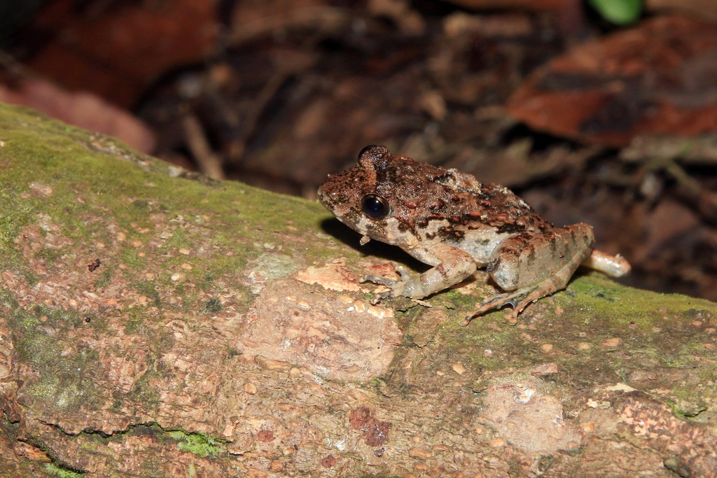 Rough Guardian Frog from Jalan Lintas Sibuga, Sepilok, 90000 Sandakan ...