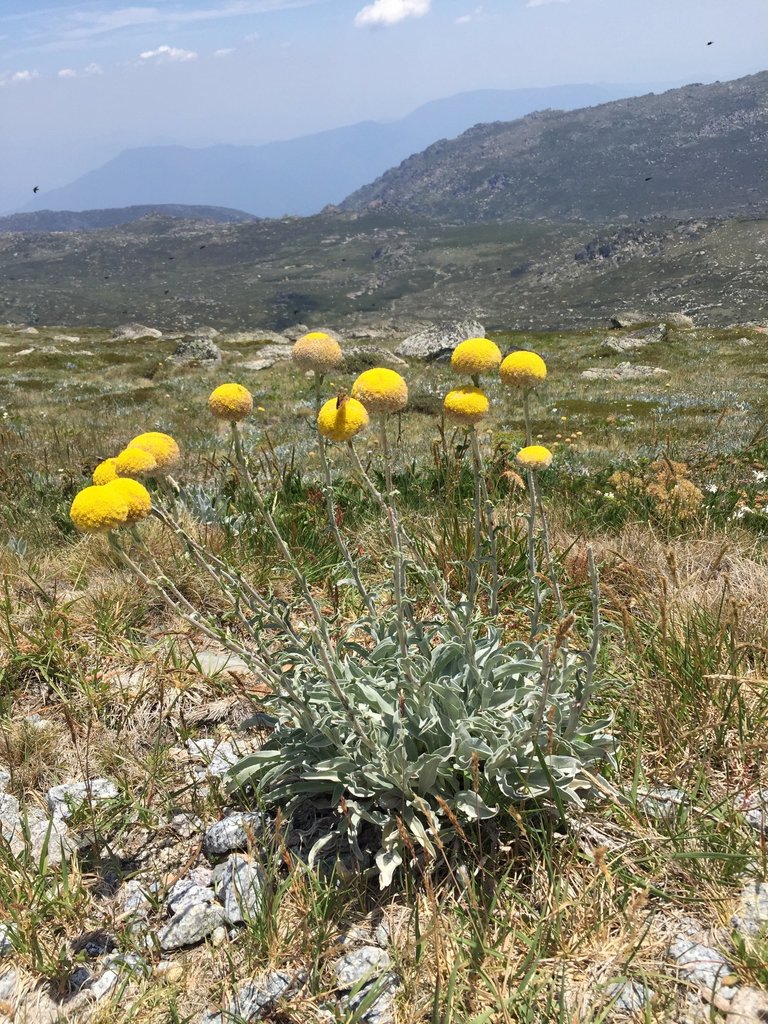 Woolly Billy-buttons from Kosciuszko National Park NSW 2627, Australia ...