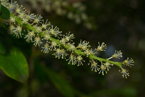Codiaeum peltatum · iNaturalist United Kingdom