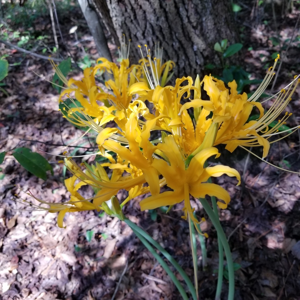 Golden Spider-lily from Conroe, TX 77306, USA on September 24, 2019 at ...