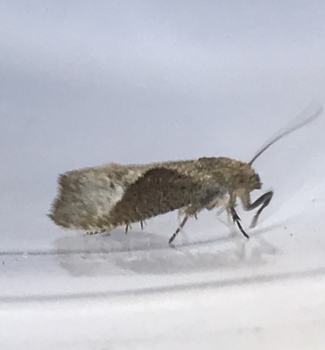 Cydia plicata · iNaturalist Mexico