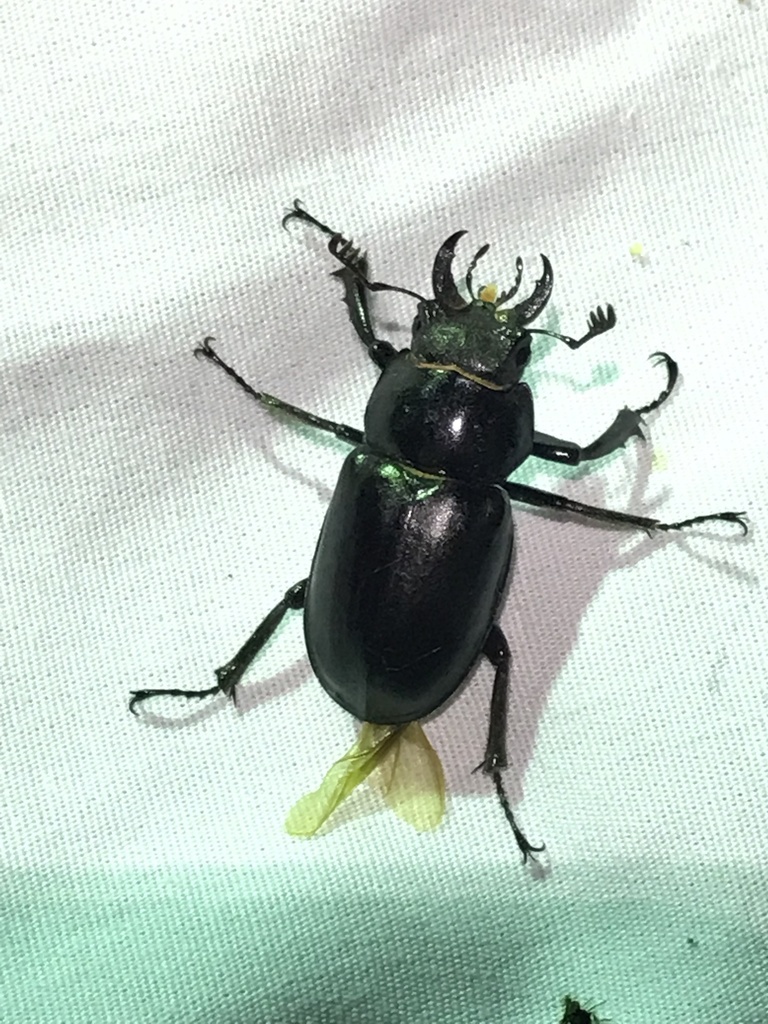 Smooth Stag Beetle from Waubonsie State Park, Hamburg, IA, US on June ...