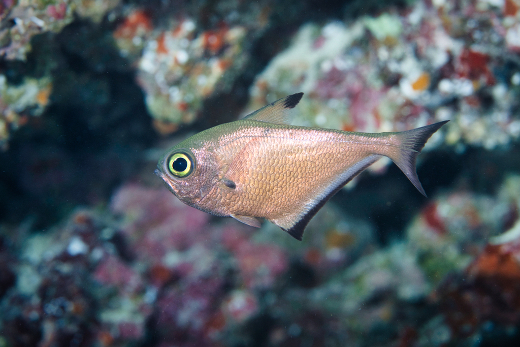 Vanikoro Sweeper from Kuda Giri wreck, Maldives on May 16, 2021 at 01: ...