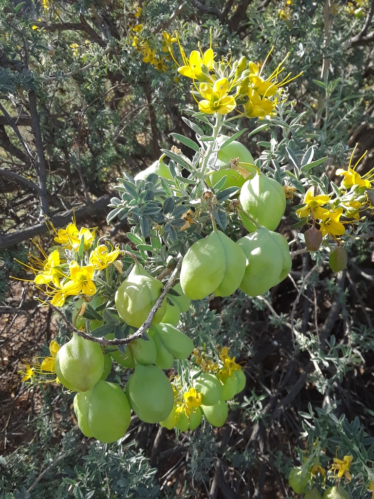 Bladderpod (Deer Valley Trail) · iNaturalist