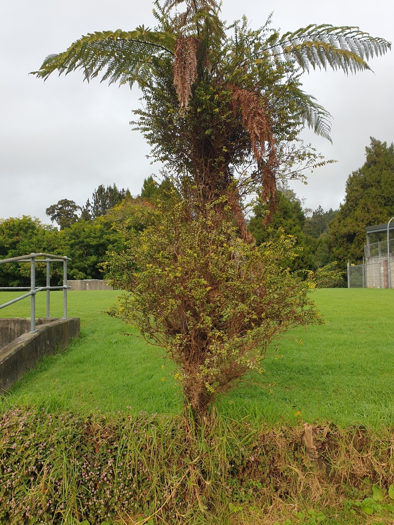 Myrtle Rust from Henderson Valley, Auckland, New Zealand on June 11 ...