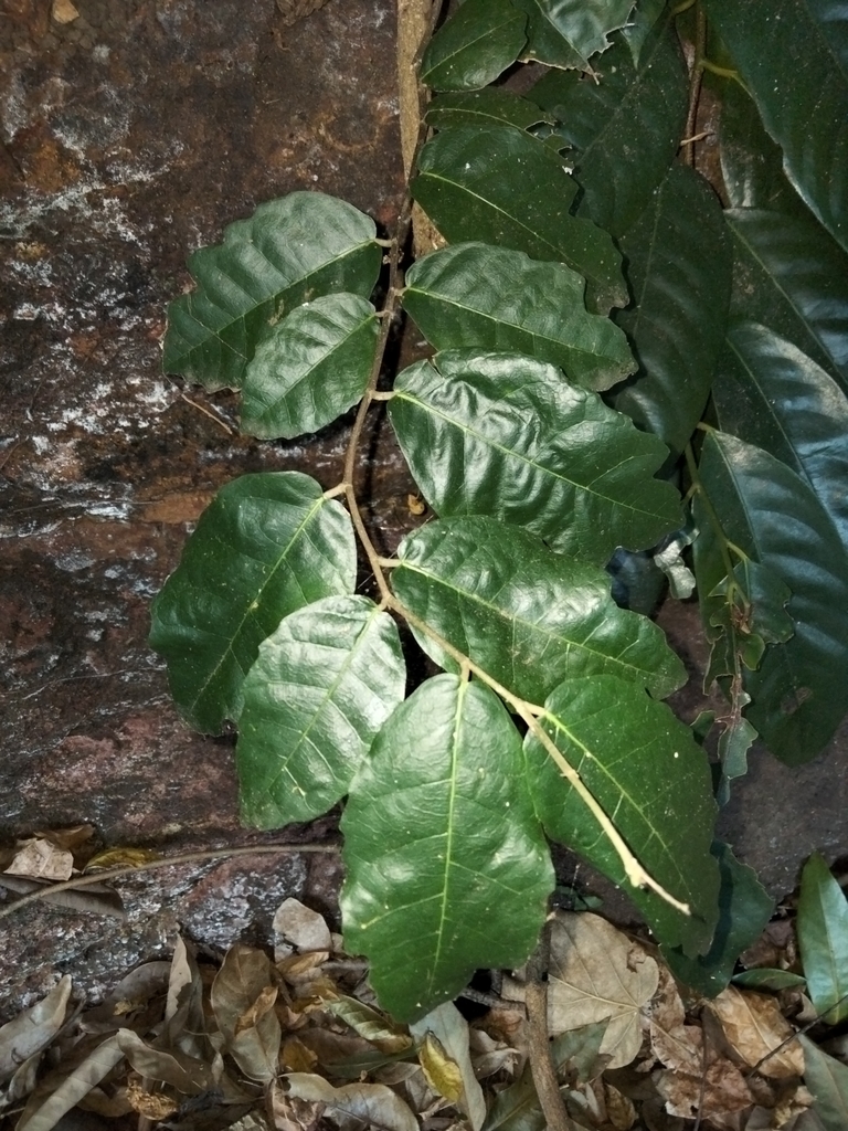 Burnie Vine from Darwin City NT 0800, Australia on June 11, 2021 at 04: ...