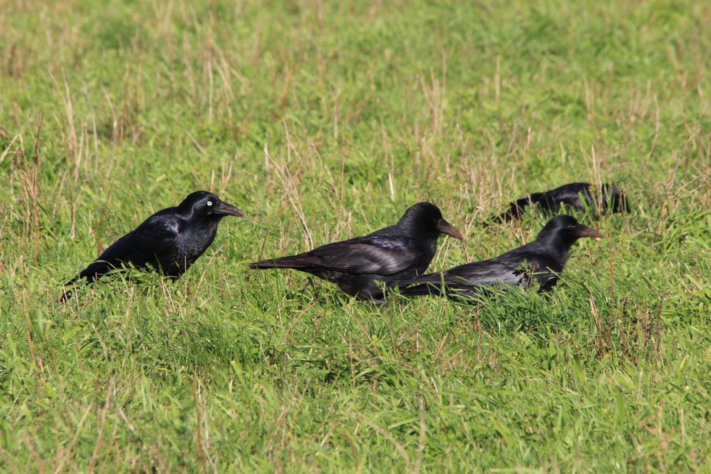 Forest Raven (Corvus tasmanicus) - Avian Discovery