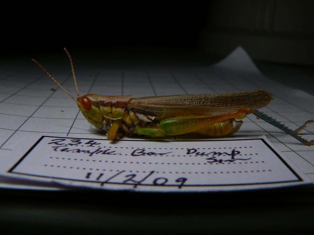 Bermius from Arumbera NT 0873, Australia on February 11, 2009 at 08:00 ...