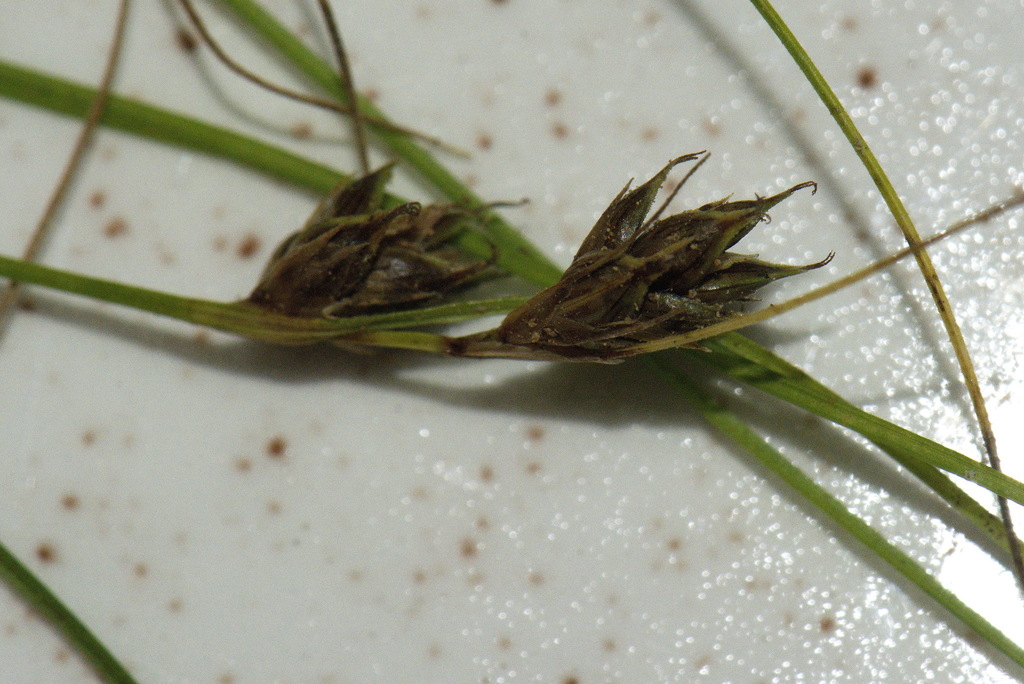 Knob Sedge (Cloud Nine Plants) · iNaturalist