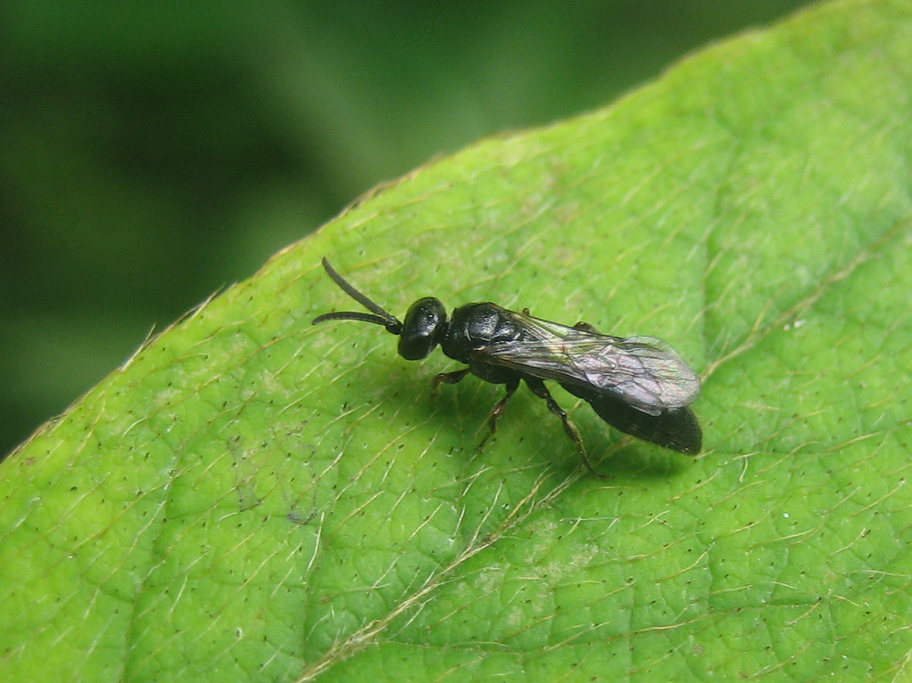 Tiphiinae from Xuhui District, Shanghai, China on June 04, 2021 at 08: ...