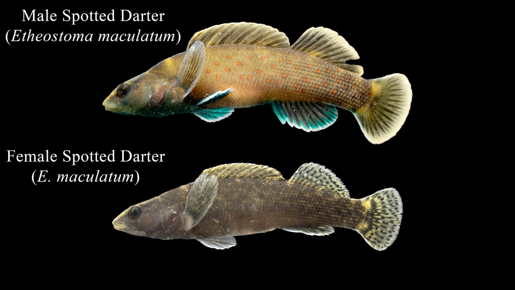 Spotted Darter (Nothonotus maculatus) - Marine Life Identification
