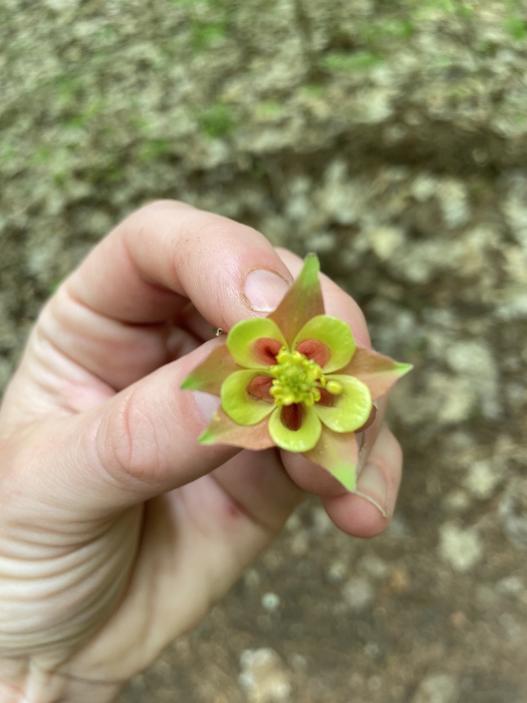red columbine from Uhthoff Line, Severn, ON, CA on May 22, 2021 at 12: ...