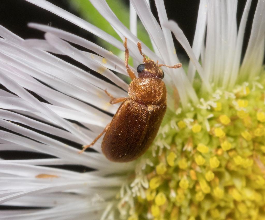 Raspberry Fruitworm Beetle from Ten Mile Creek, Black Hill Regional ...