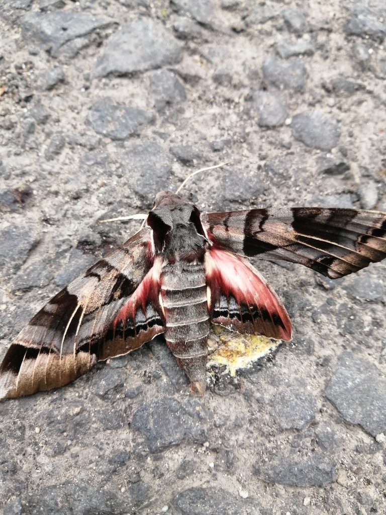 Typhon Sphinx from Santiago de Querétaro, Qro., México on June 10, 2021 ...