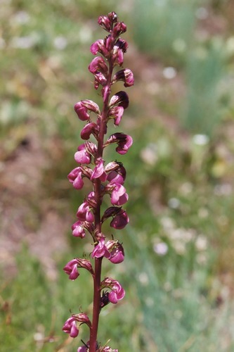 Variety Pedicularis contorta rubicunda · iNaturalist