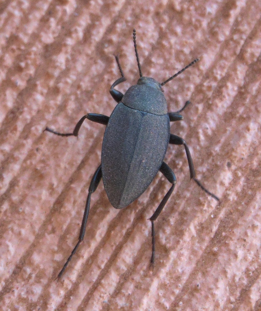 Plains False Wireworm Beetle (Darkling Beetles of the United States ...