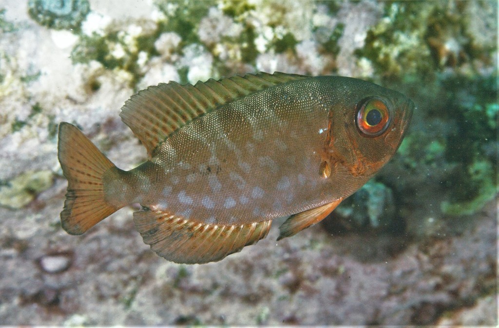 Red Big-eye from Manly NSW 2095, Australia on February 17, 2018 at 12: ...