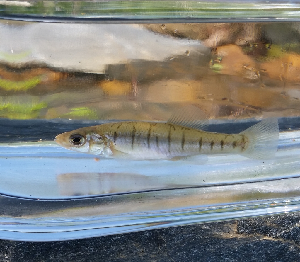 banded killifish from Cromwell Valley, Hampton, MD, USA on May 20, 2018 ...