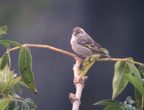 Chiapas Pine Siskin (Spinus pinus subsp. perplexus)