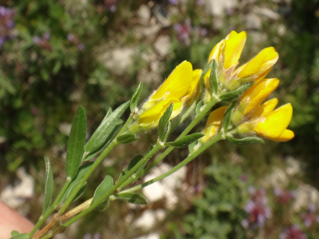 Silky Broom (Genista sericea) - Botanical Realm