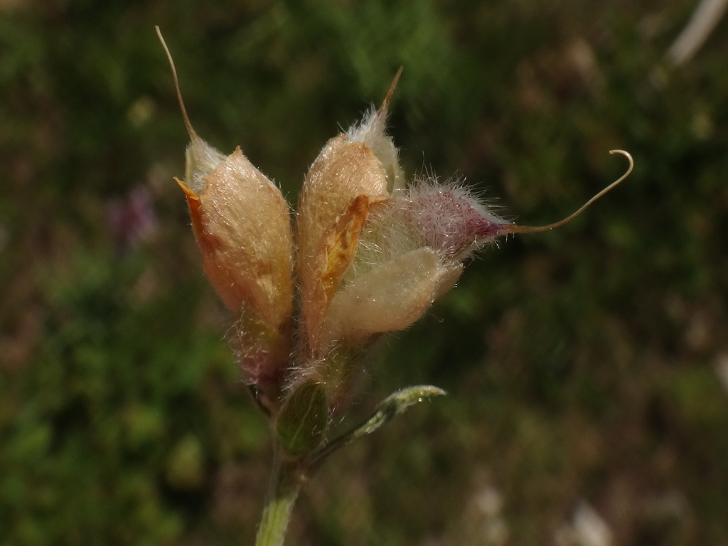 Silky Broom (Genista sericea) - Botanical Realm